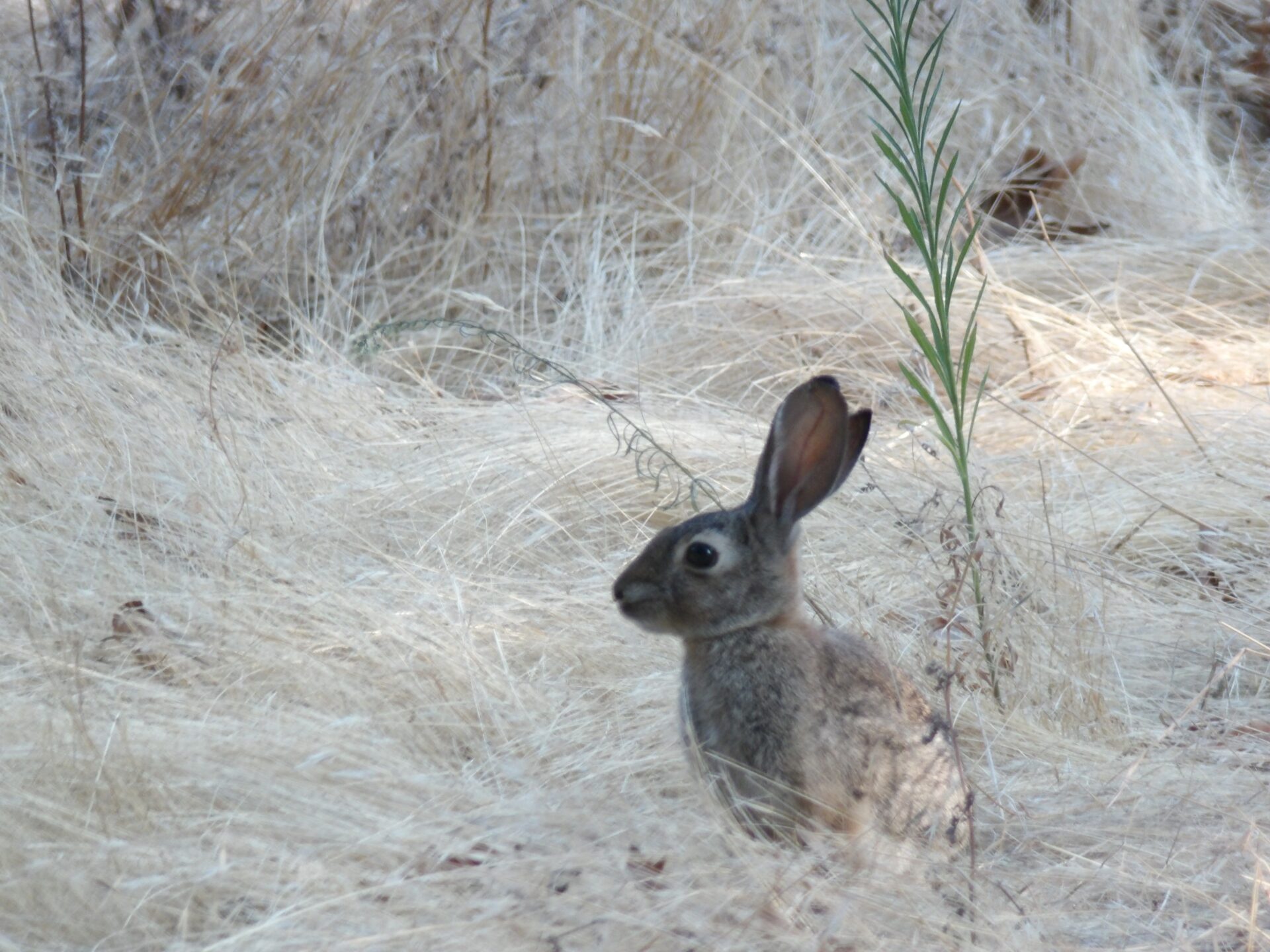 MyEatonCanyon.com – Eaton Canyon and all the natural areas of the world ...