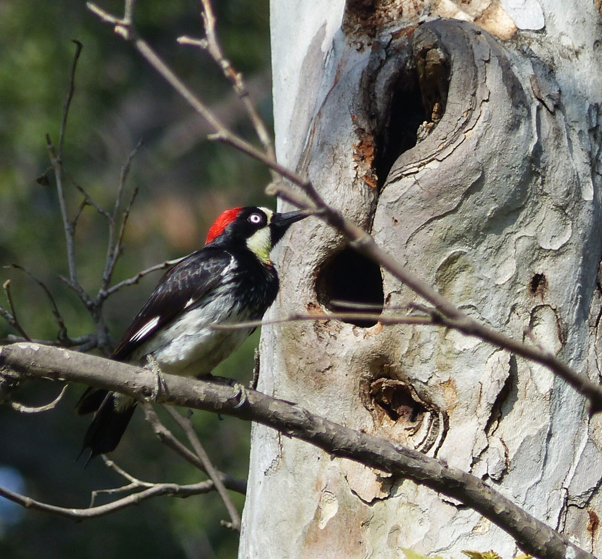 © Mickey Long – MyEatonCanyon.com