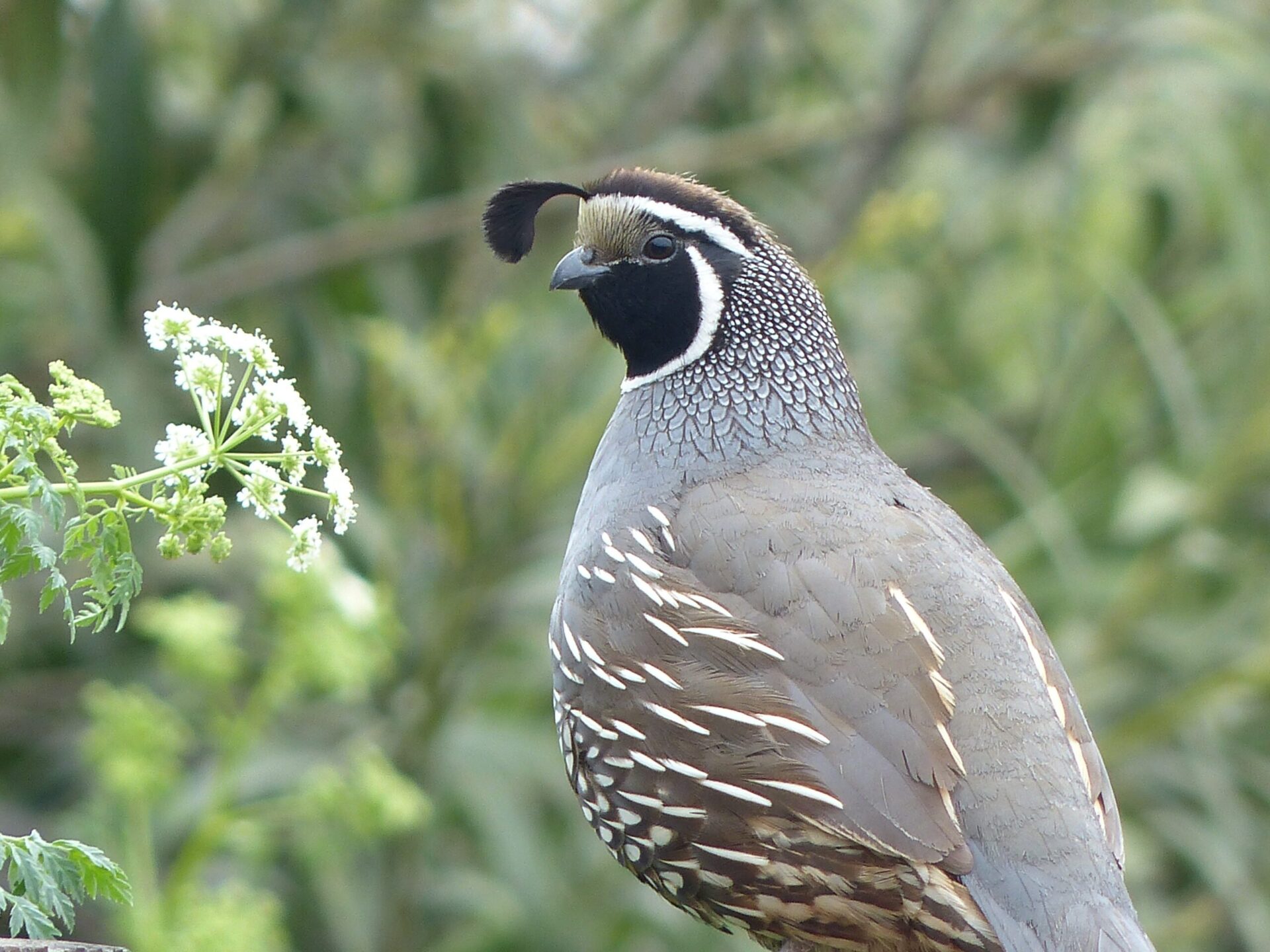 © Mickey Long – MyEatonCanyon.com