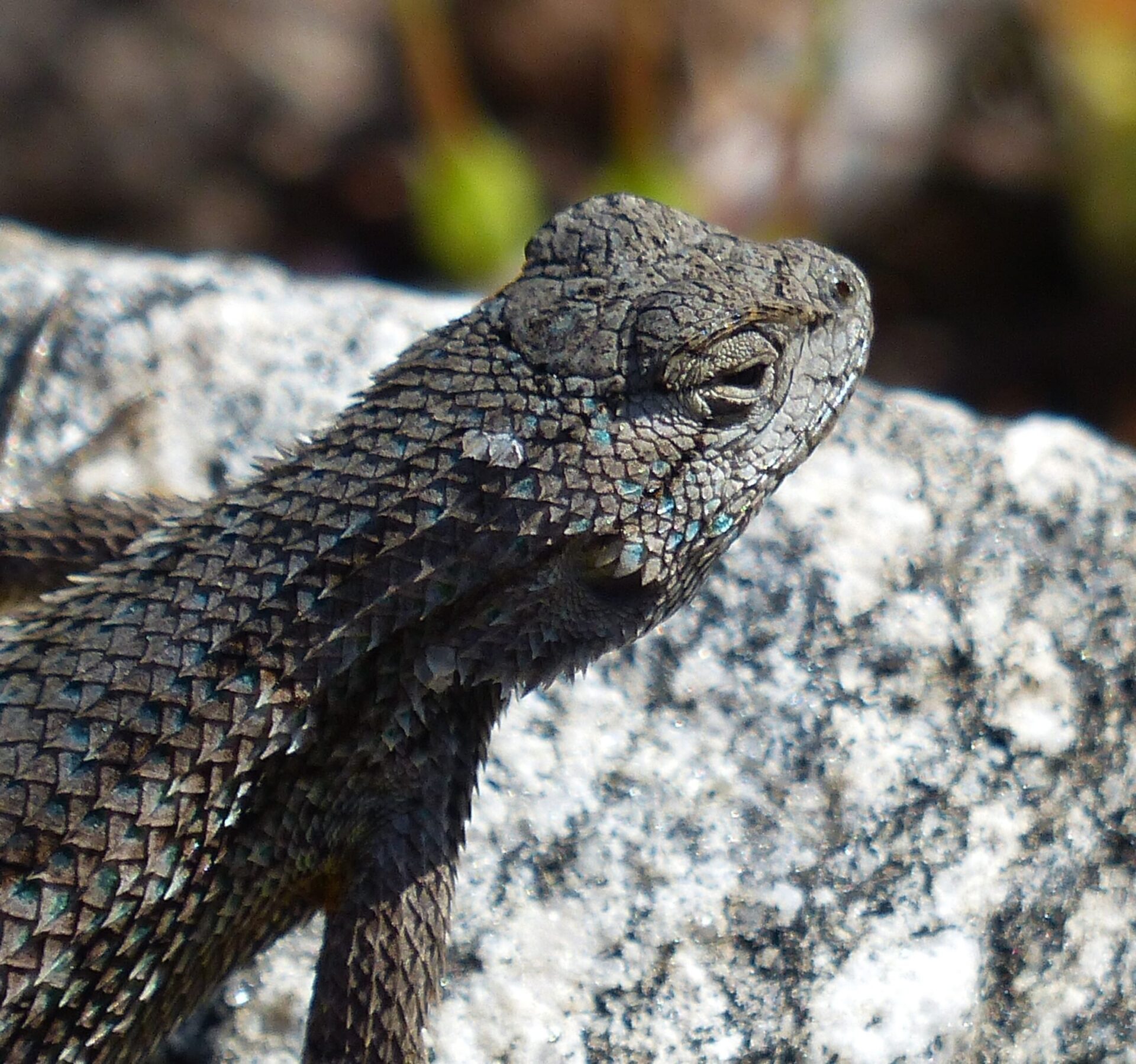 © Mickey Long – MyEatonCanyon.com