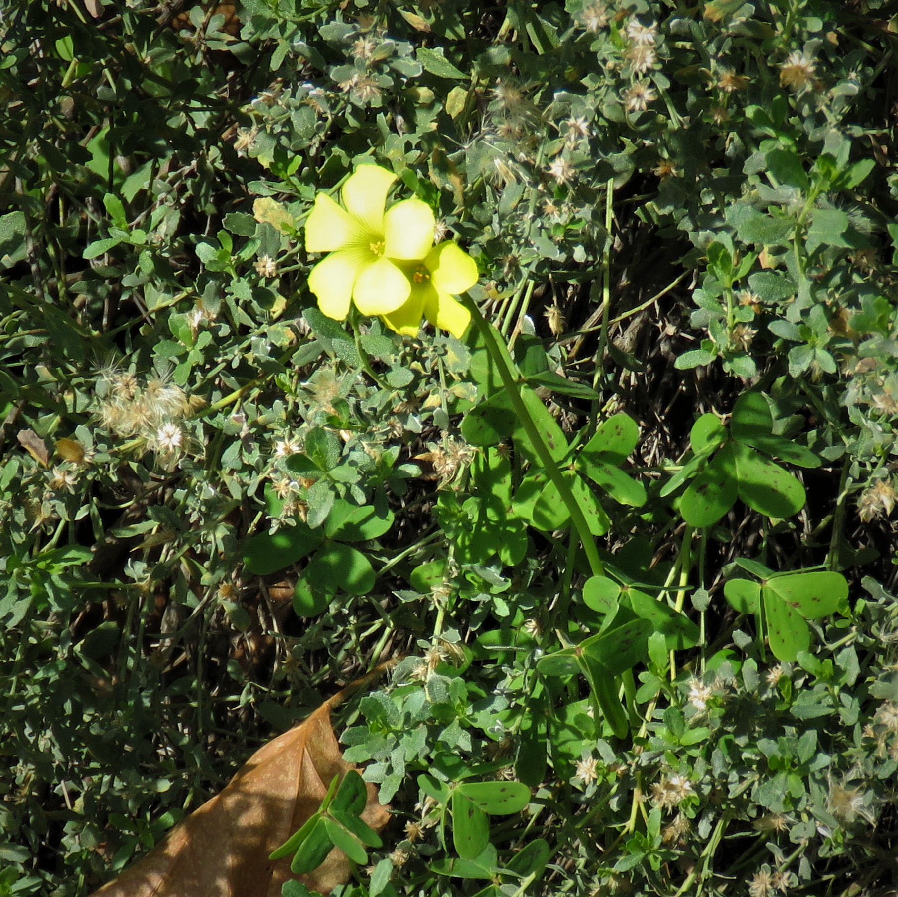 © Mickey Long – MyEatonCanyon.com