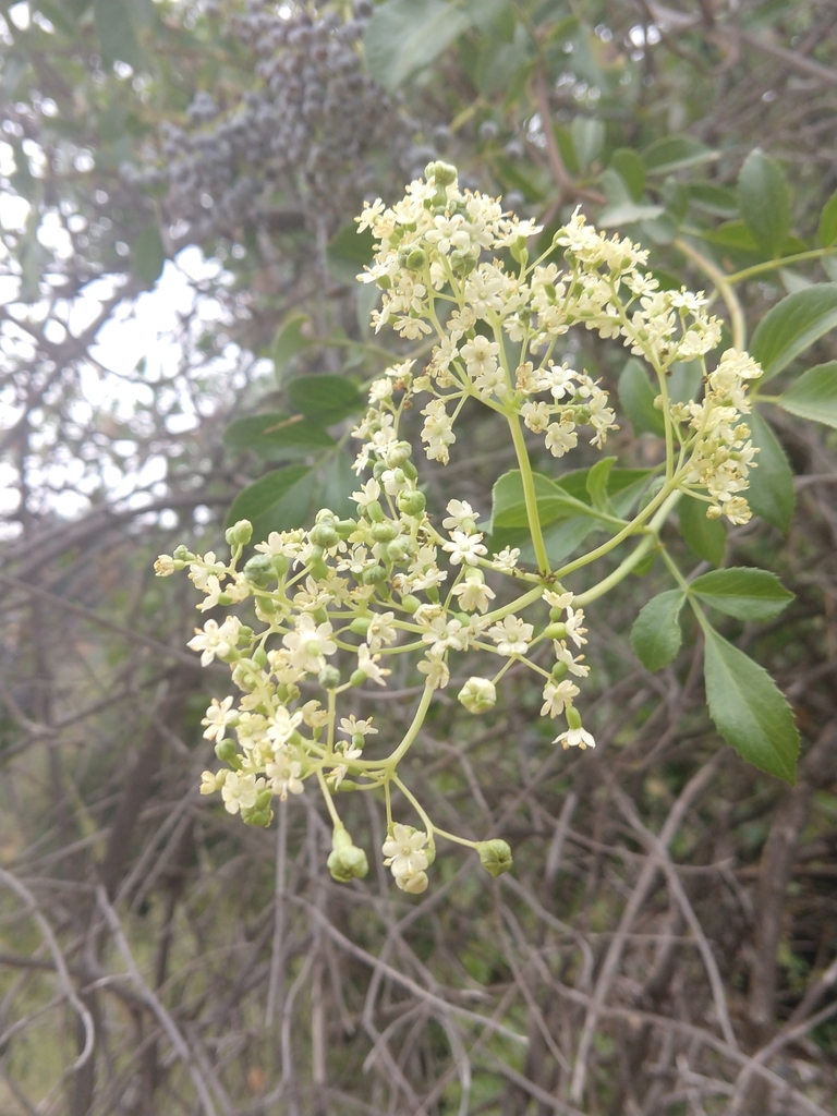 © Susan Hopkins – MyEatonCanyon.com