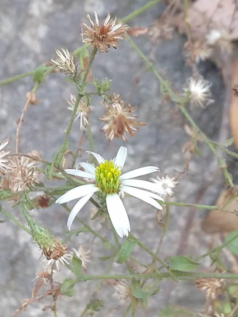 © Susan Hopkins – MyEatonCanyon.com