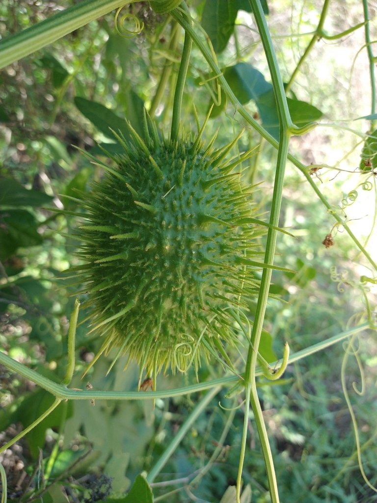 © Susan Hopkins – MyEatonCanyon.com